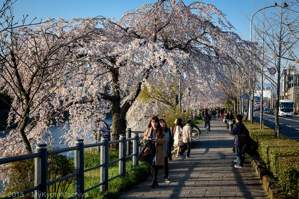 Hanami - A good start - My Kyoto Machiya