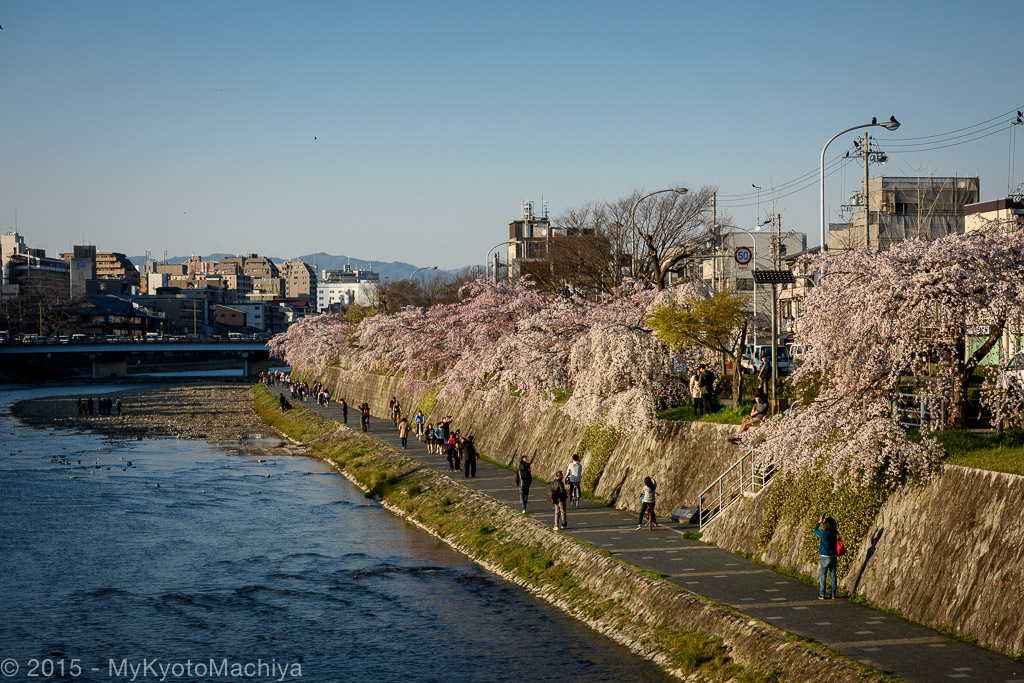 Hanami - A good start - My Kyoto Machiya