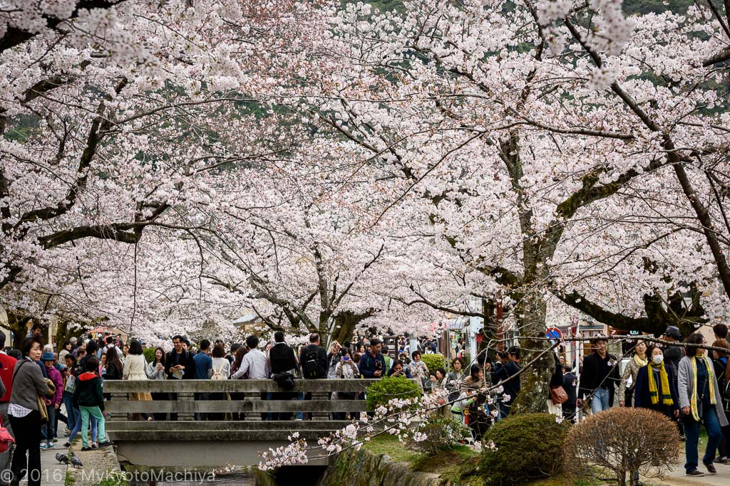 Cherry flowers and People | My Kyoto Machiya