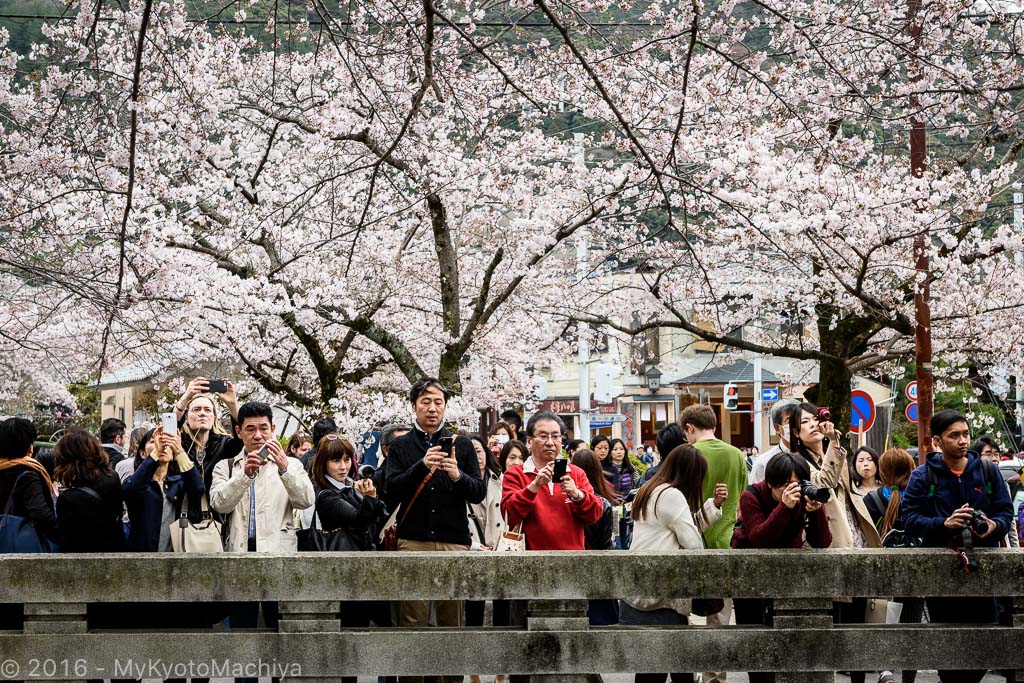 Cherry flowers and People | My Kyoto Machiya