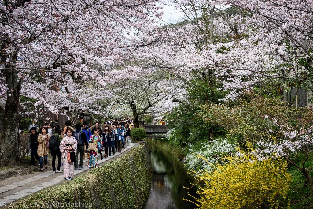 Cherry flowers and People | My Kyoto Machiya